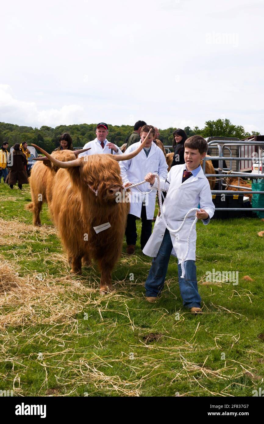 Highland cow highland cattle show hi-res stock photography and images ...