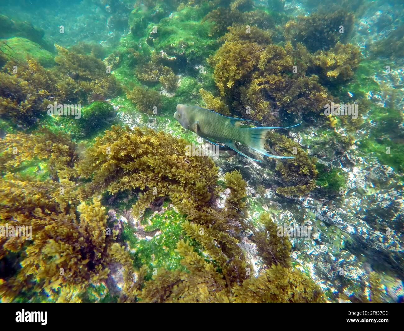 Parrot fish at Punta Espinoza, Fernandina Island, Galapagos, Ecuador ...