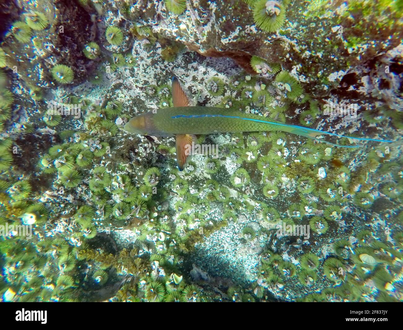 Parrot fish at Punta Espinoza, Fernandina Island, Galapagos, Ecuador ...