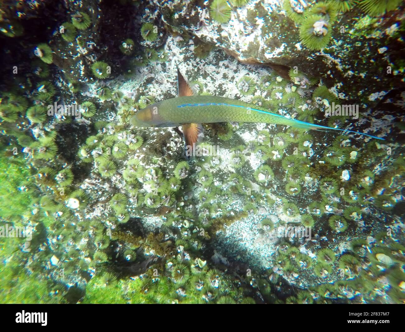Parrot fish at Punta Espinoza, Fernandina Island, Galapagos, Ecuador ...