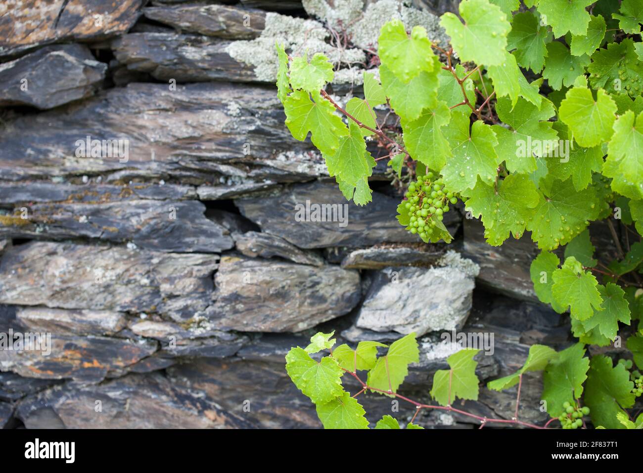 Riesling grape, near the slate rock at the Cochem, at Mosel river ...