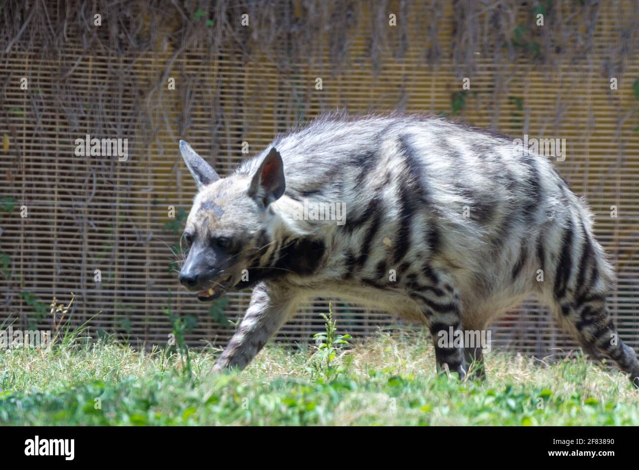 Hyenas of india hi-res stock photography and images - Alamy