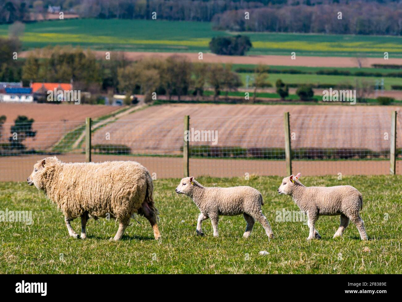 East Lothian, Scotland, United Kingdom, 11th April 2021. UK Weather ...