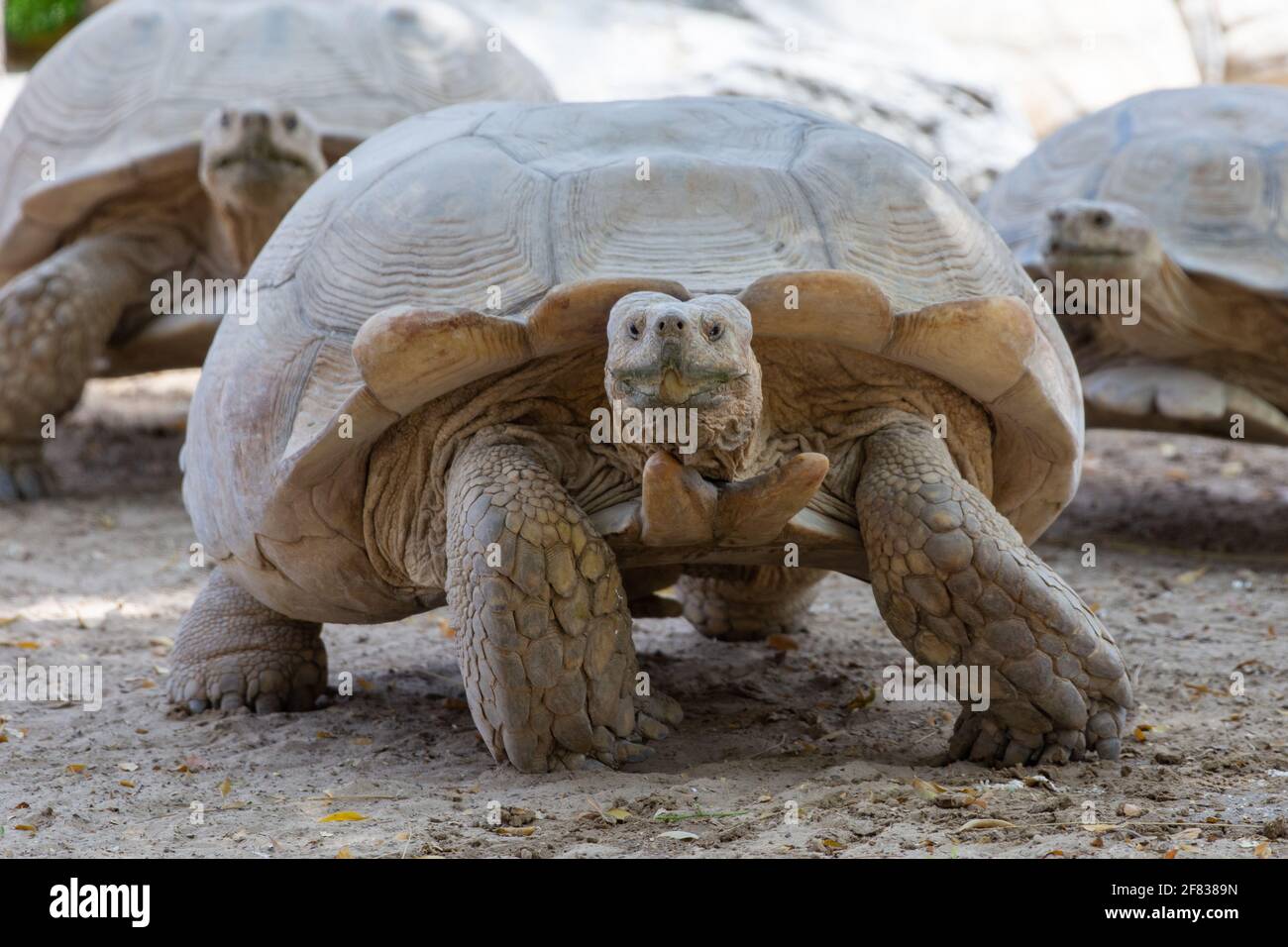 A giant tortoise (Chelonoidis nigra) walks across the desert and slowly ...