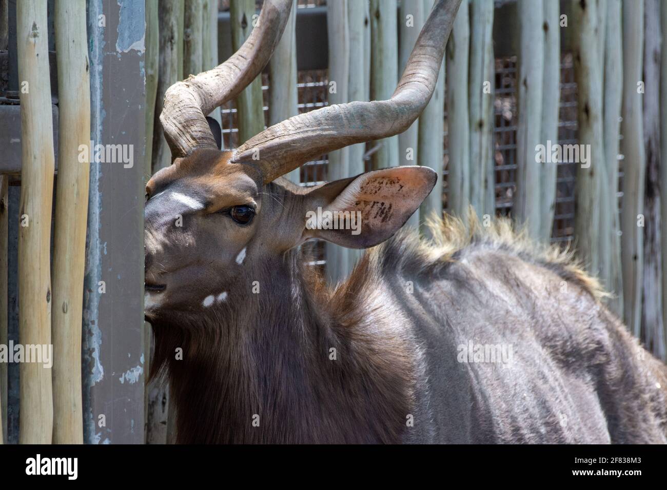 Male Lowland Nyala deer antelope closs up in southern africa Stock ...