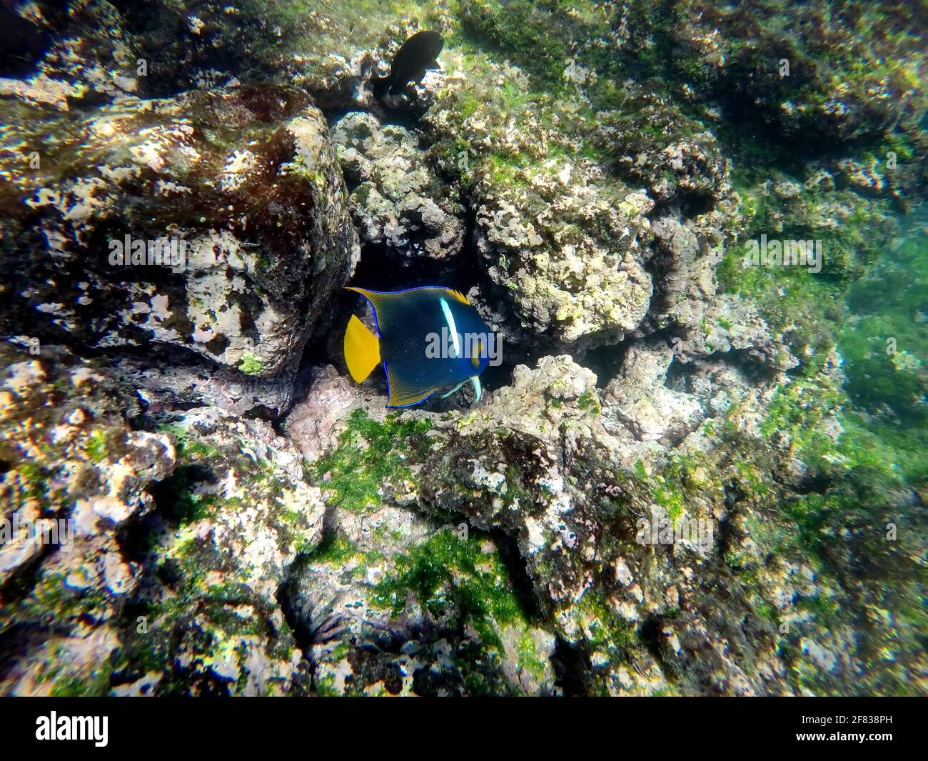 Fish with a yellow tail at Punta Espinoza, Fernandina Island, Galapagos ...