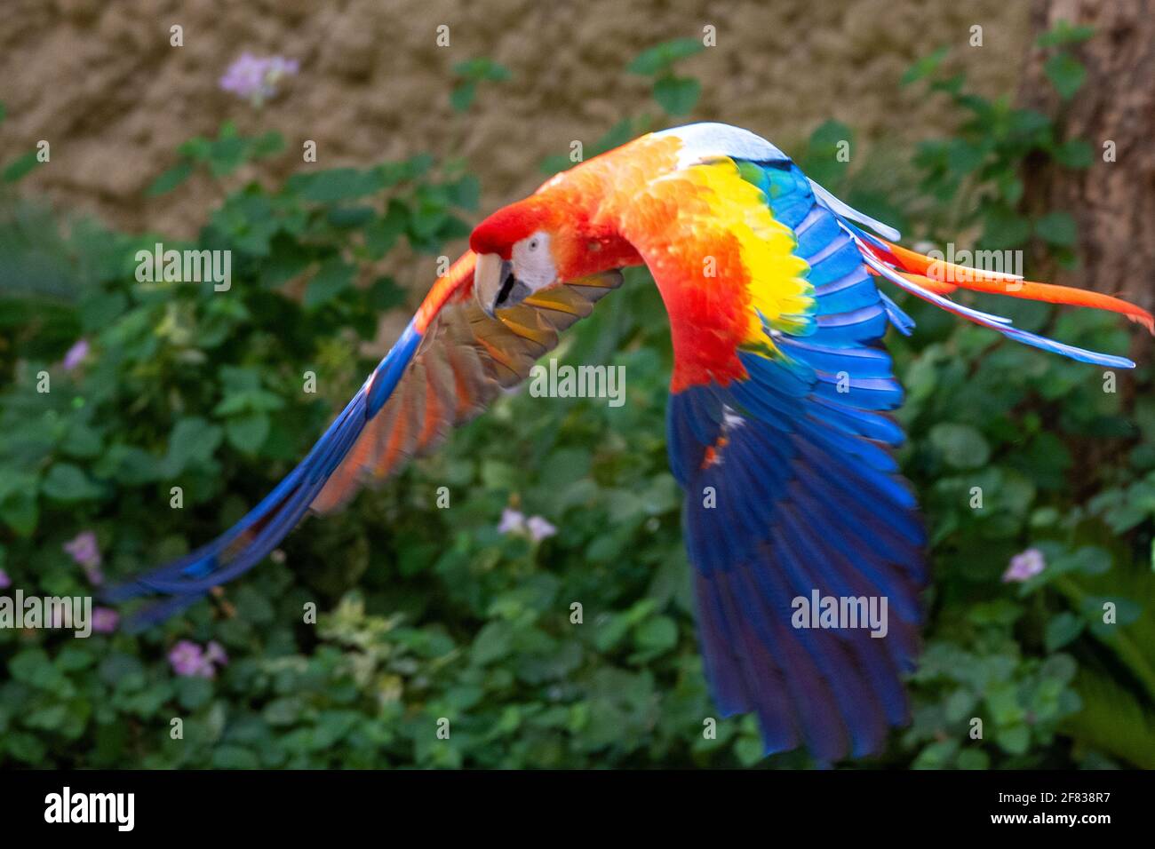 Loud macaw hi-res stock photography and images - Alamy