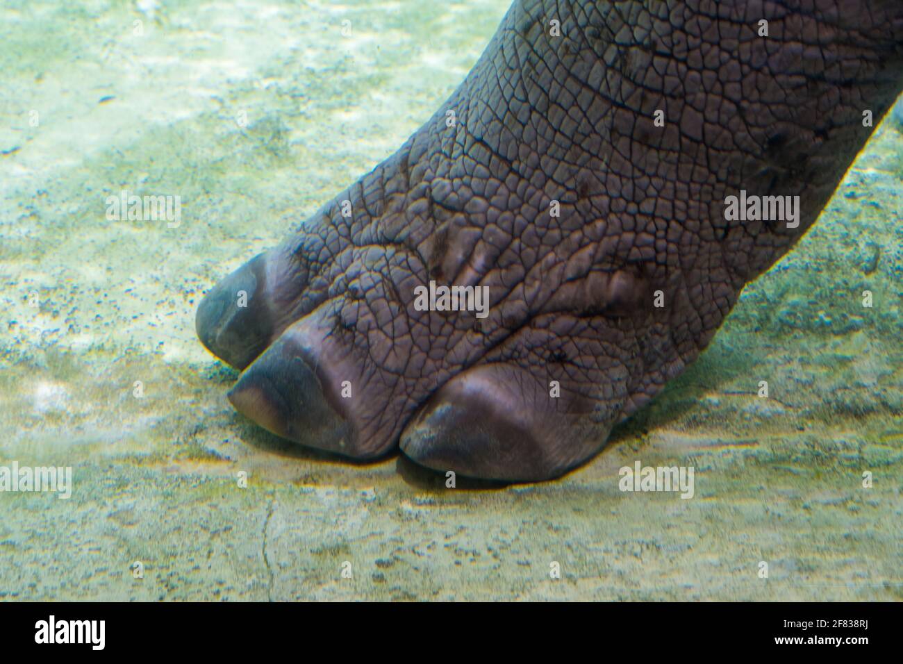 A common hippopotamus foot and toes (Hippopotamus amphibius) underwater ...