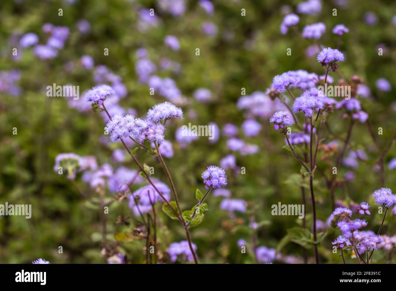 Ageratum houstonianum (flossflower, bluemink, blueweed) flowers in ...