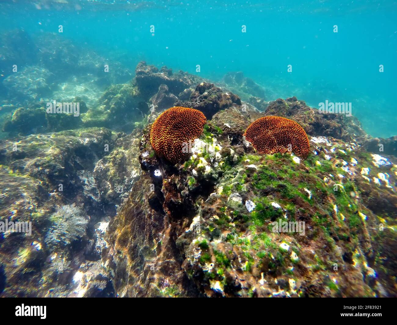 Orange and black sea stars at Punta Espinoza, Fernandina Island ...