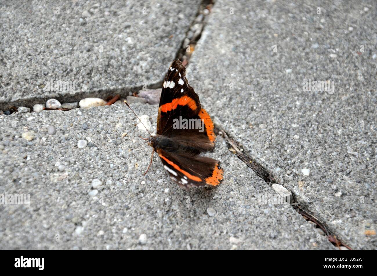 butterfly admiral on the pavement, butterfly admiral on a city street ...