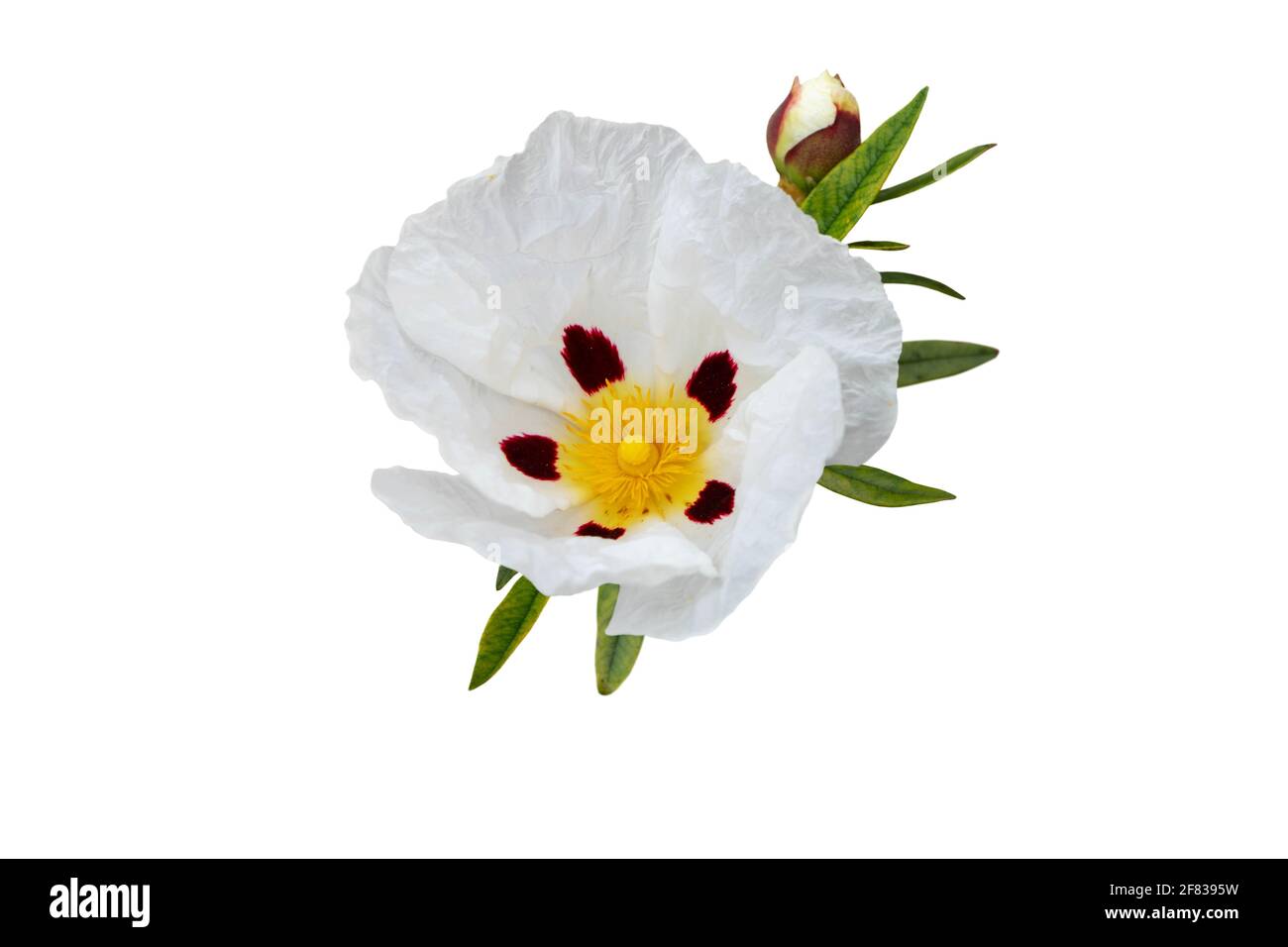 Gum plant hi-res stock photography and images - Alamy