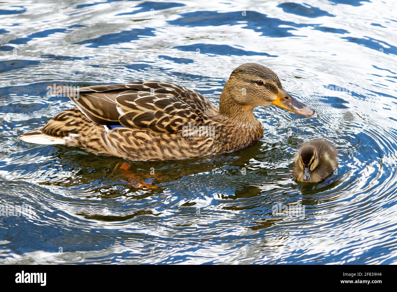 Holmfirth, Yorkshire, UK, 11 April 2021. UK Wildlife, Single duckling ...