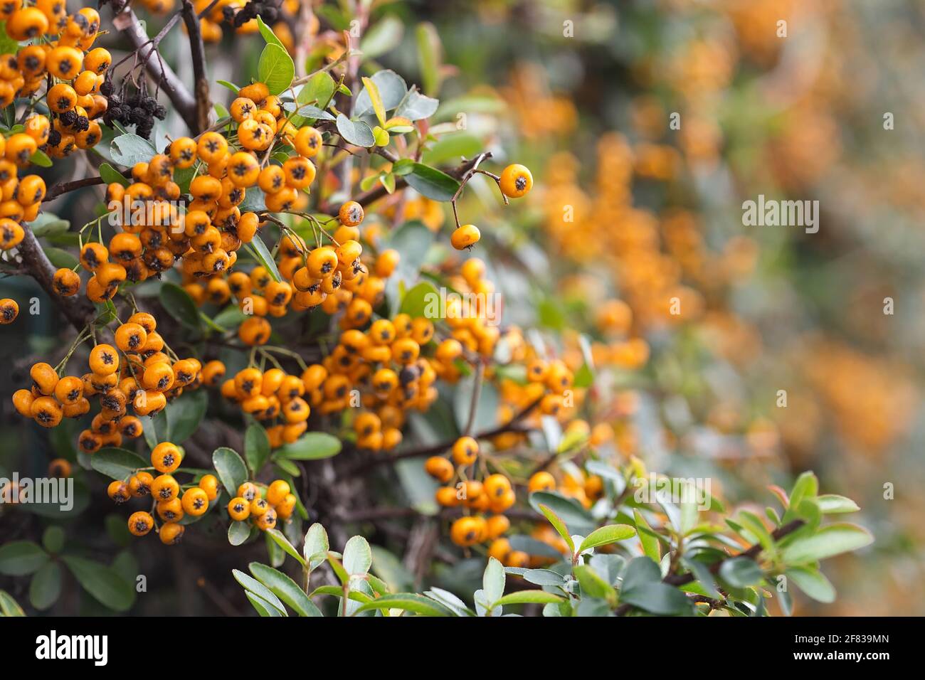 Firethorn (Pyracantha coccinea) foliage with fruits Stock Photo - Alamy