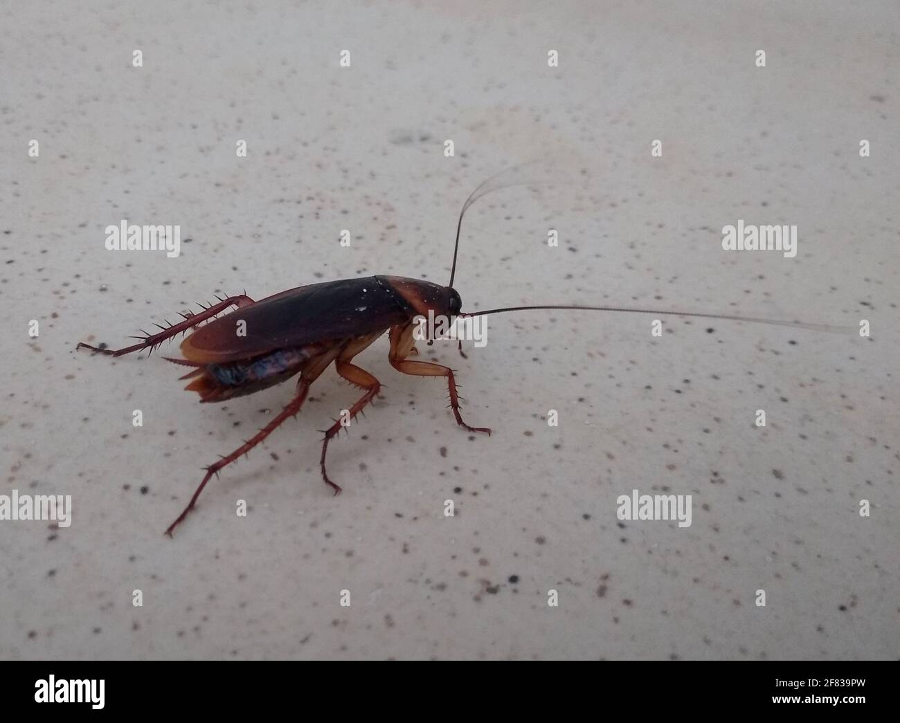 salvador, bahia, brazil - february 4, 2021: cockroach insect is seen in ...