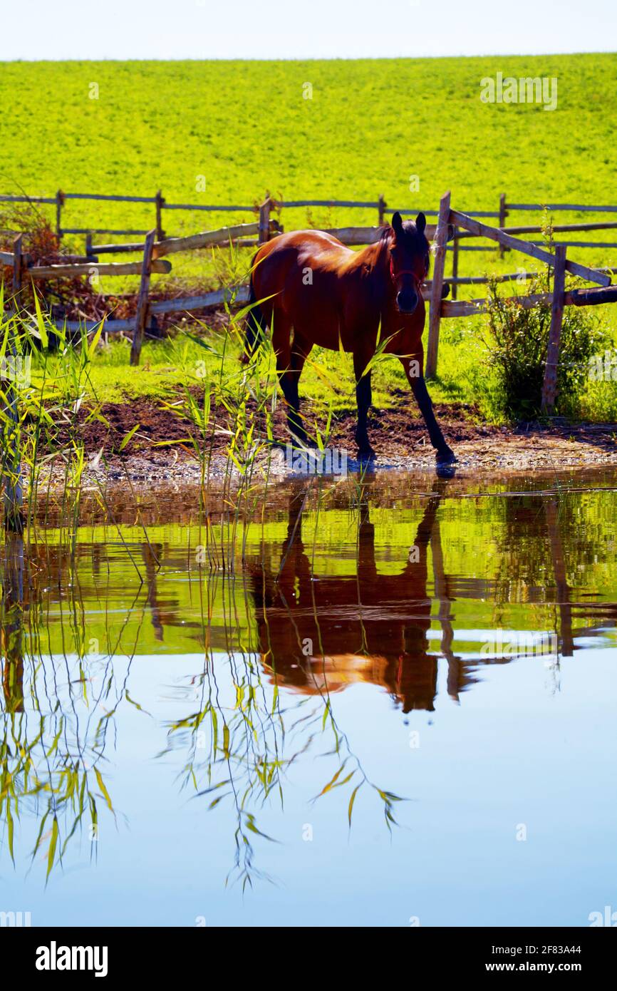 horse, stable, stud; water; reflection Stock Photo - Alamy
