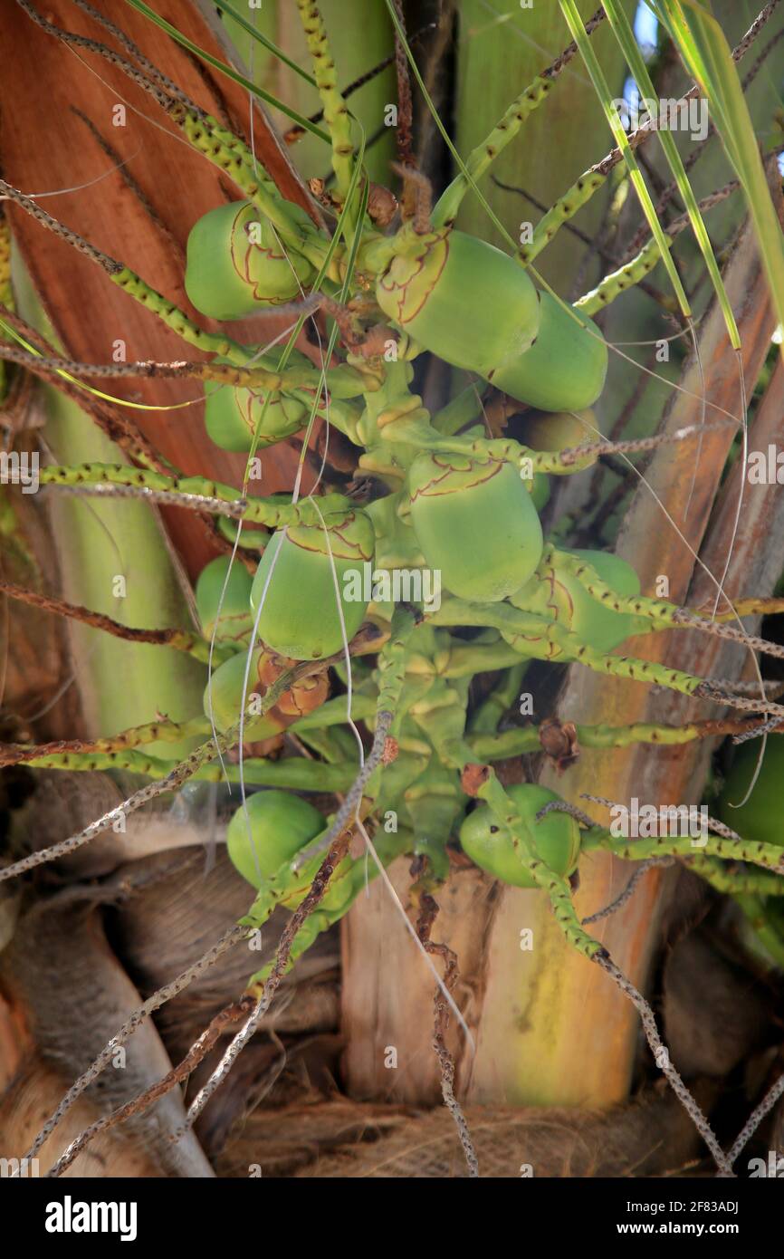 salvador, bahia, brazil - february 4, 2021: coconut bunch is seen on ...