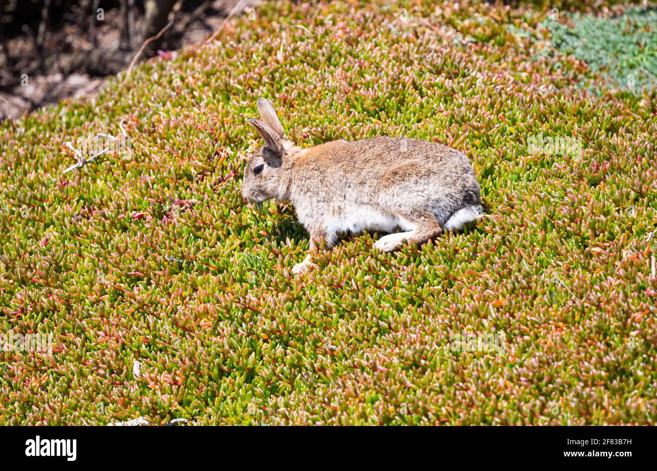 A large rabbit grazing on the cliff side on Lizard Point, Cornwall, UK ...