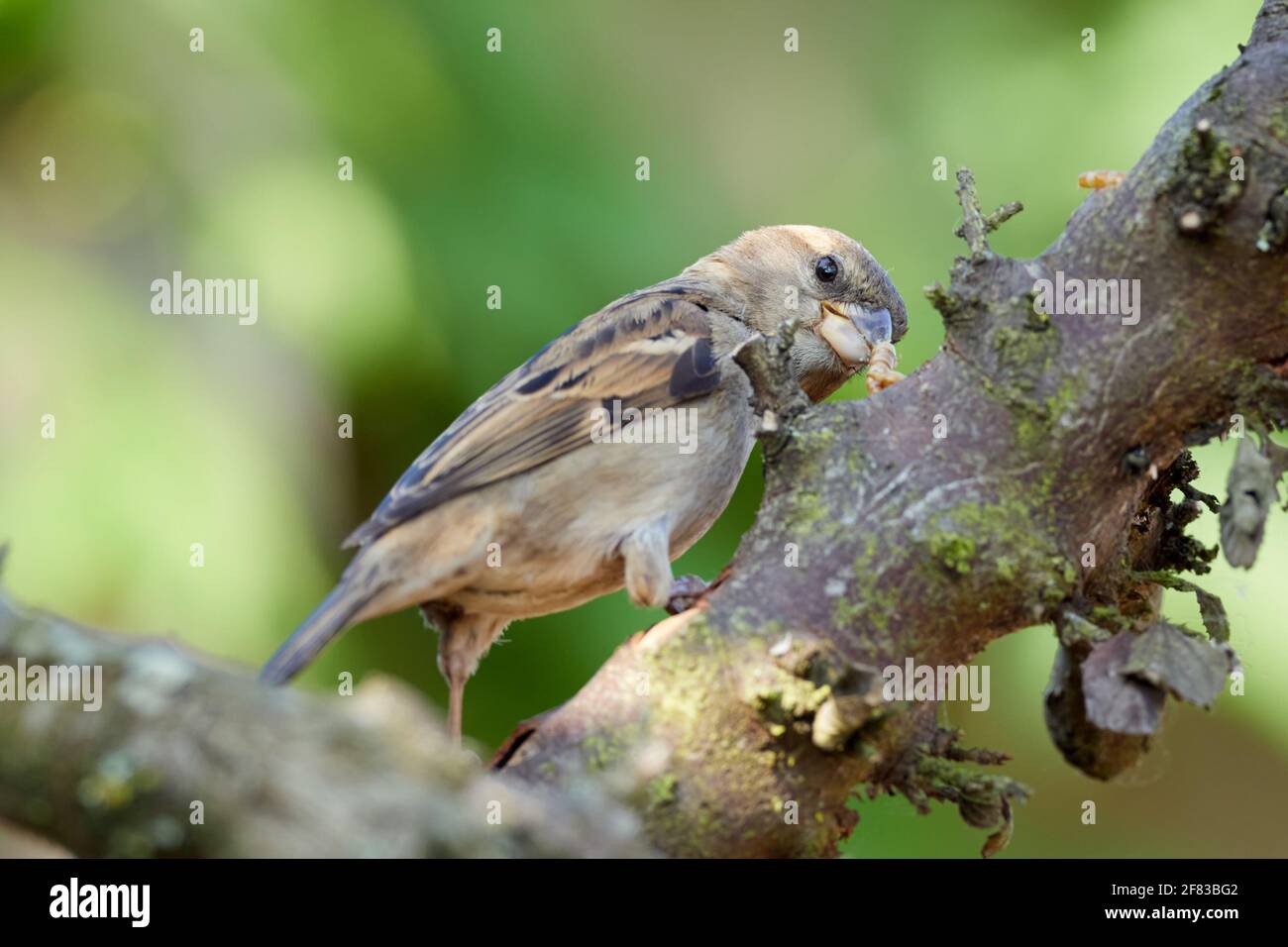 Female House Sparrow perched on an old tree branch in a typical back ...