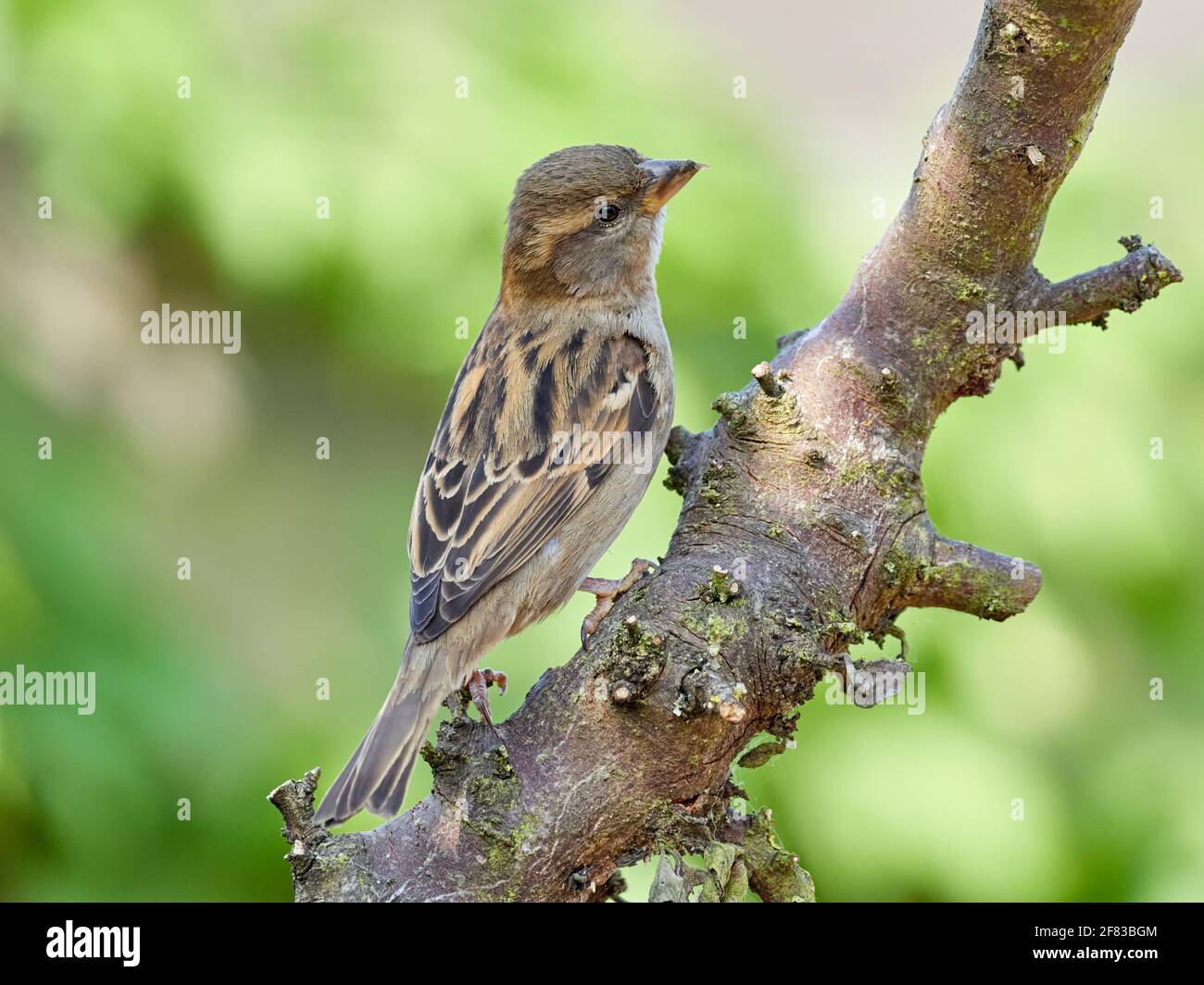 Female House Sparrow perched on an old tree branch in a typical back ...