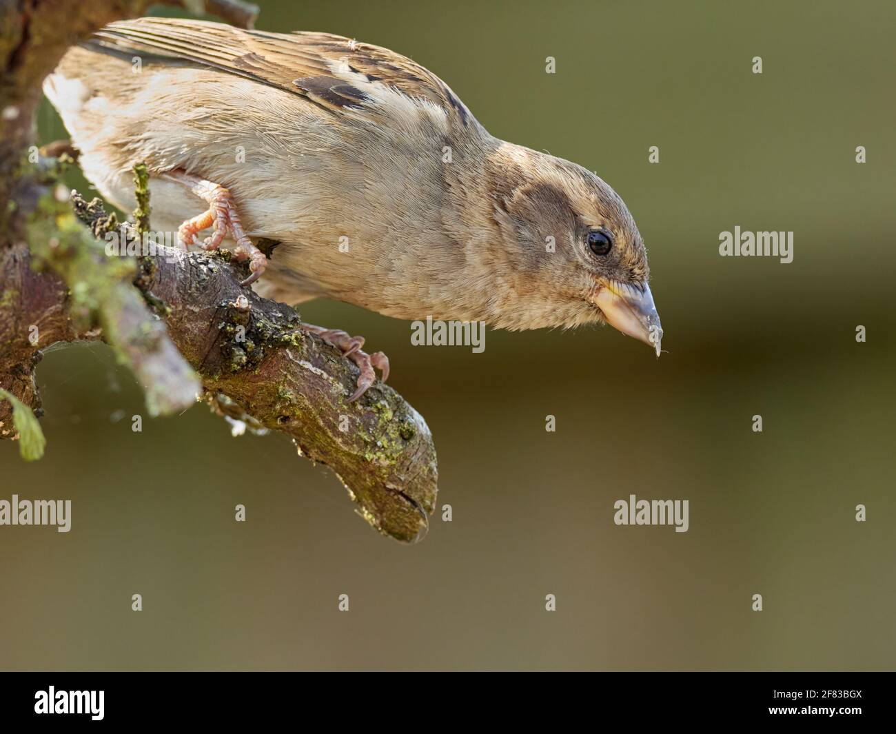 Female House Sparrow perched on an old tree branch in a typical back ...