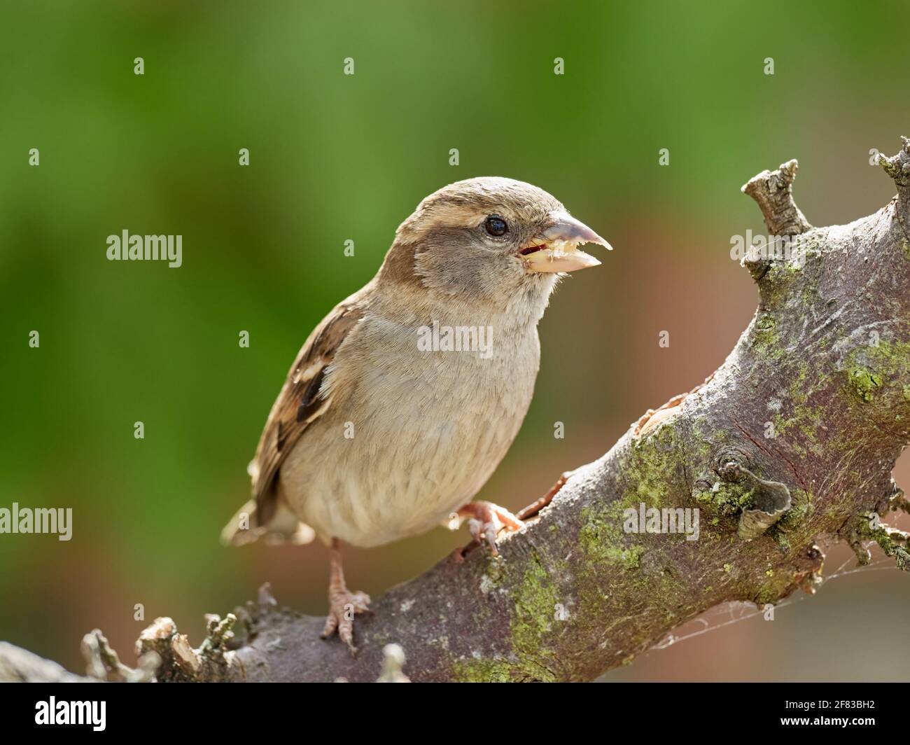 Female House Sparrow perched on an old tree branch in a typical back ...
