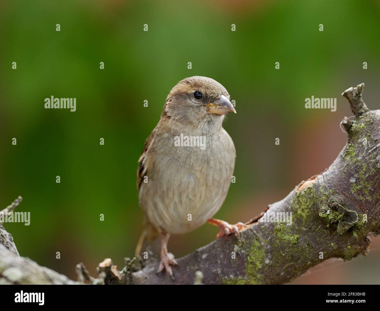 Female House Sparrow perched on an old tree branch in a typical back ...