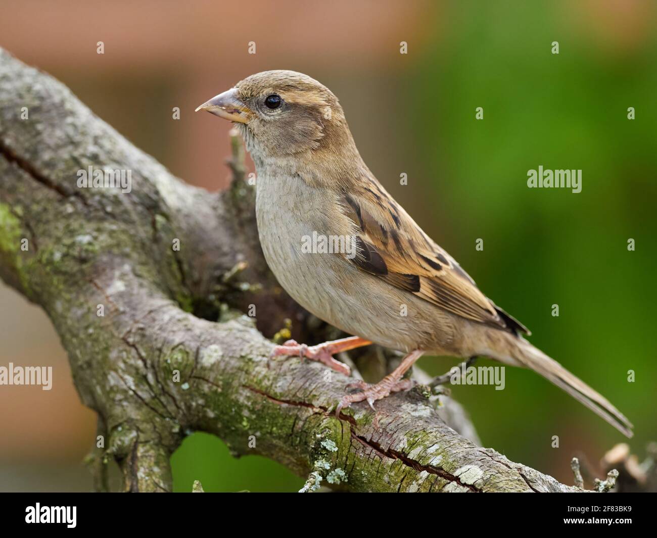 Female tree sparrow hi-res stock photography and images - Alamy