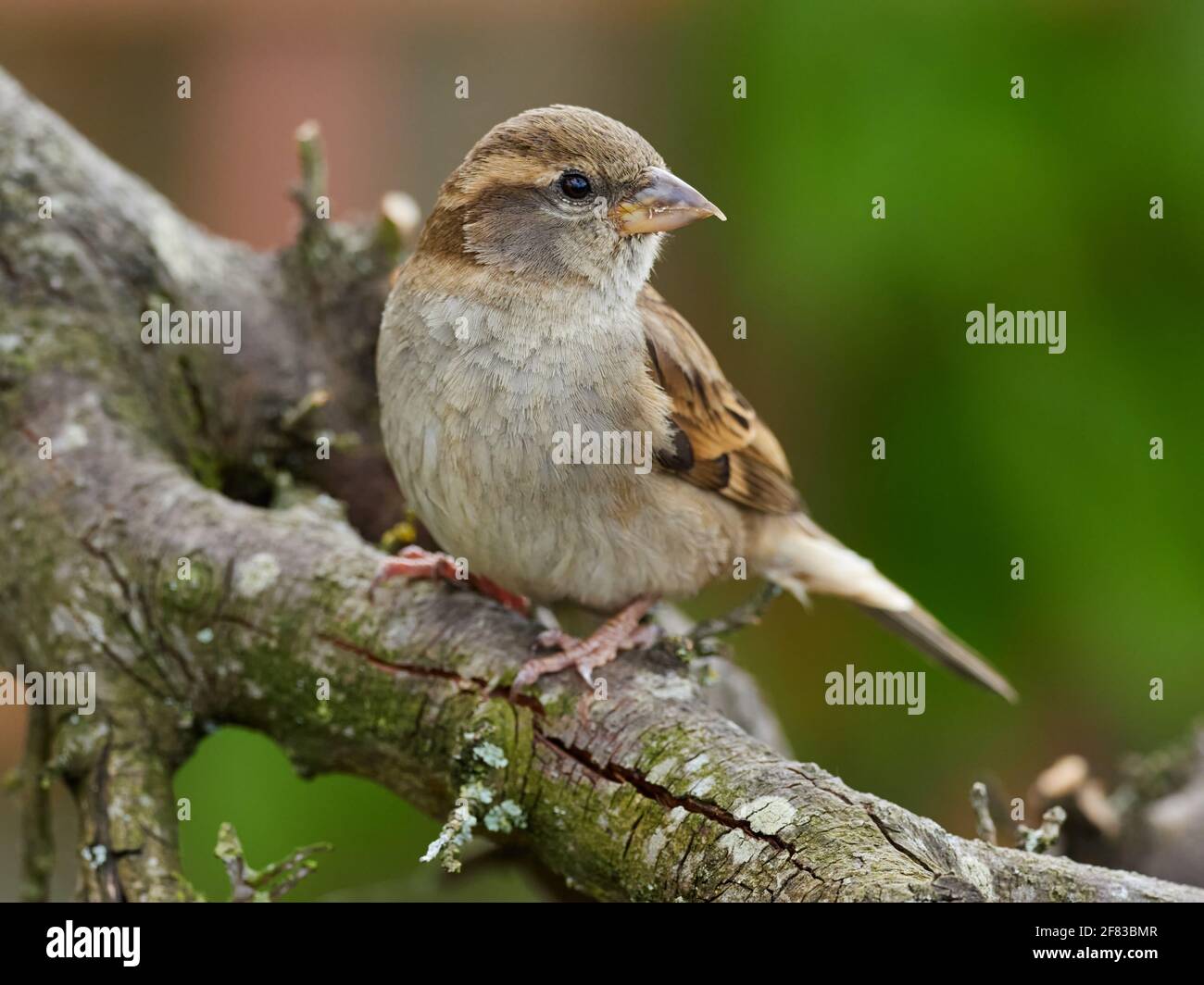 Garden birds in britain hi-res stock photography and images - Alamy