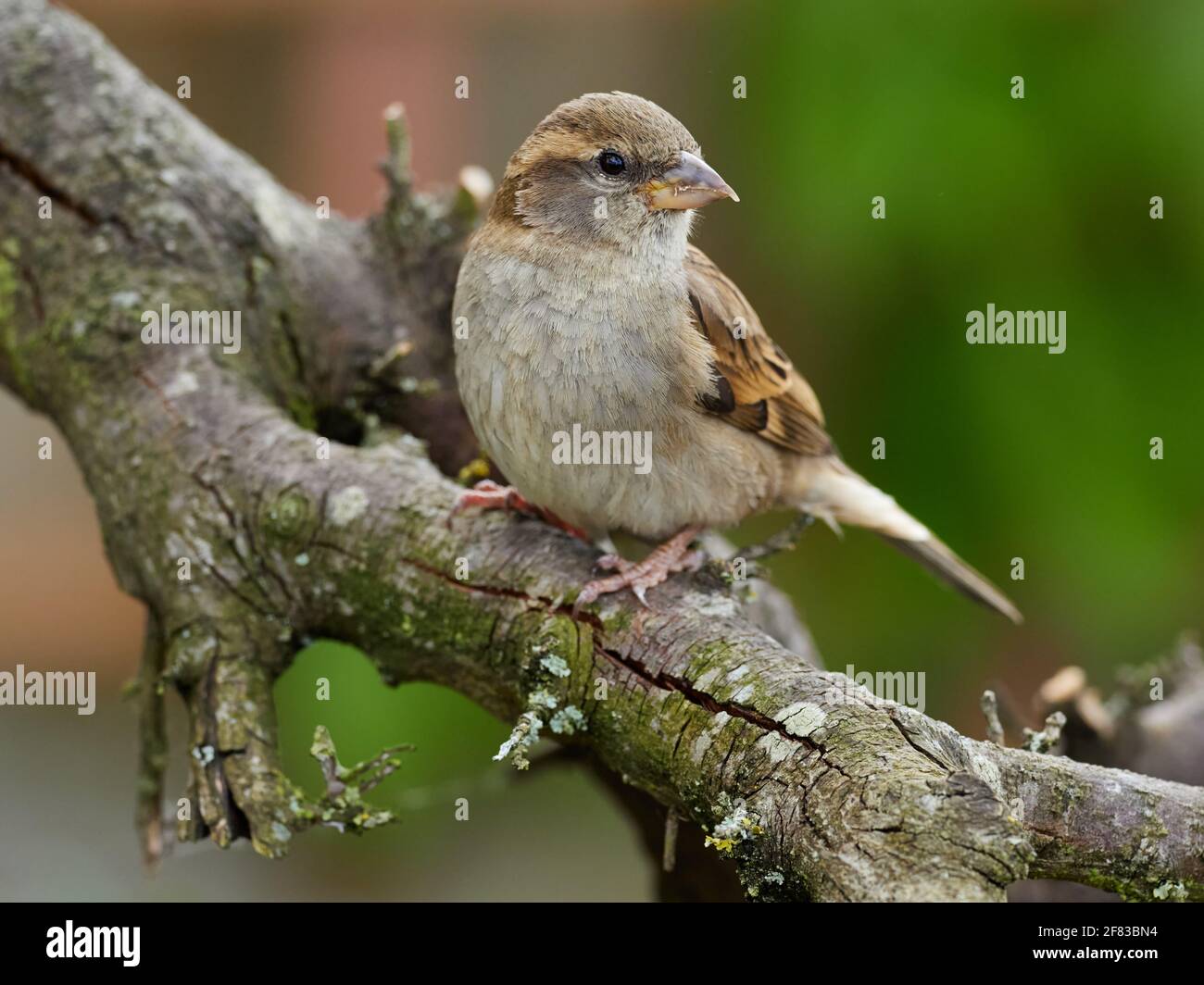 Female House Sparrow perched on an old tree branch in a typical back ...