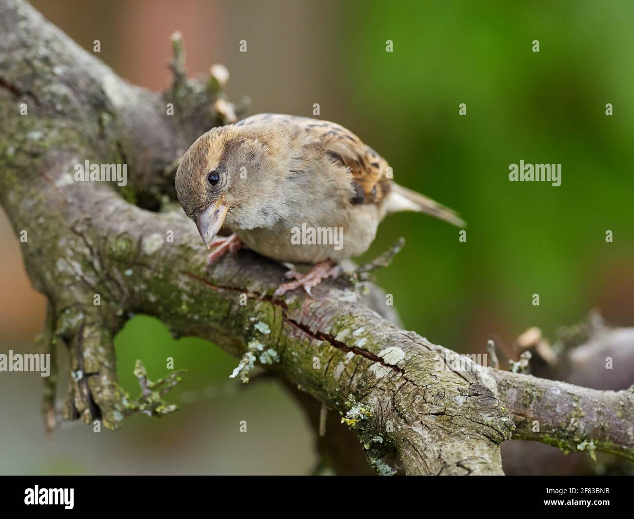 Female House Sparrow perched on an old tree branch in a typical back ...
