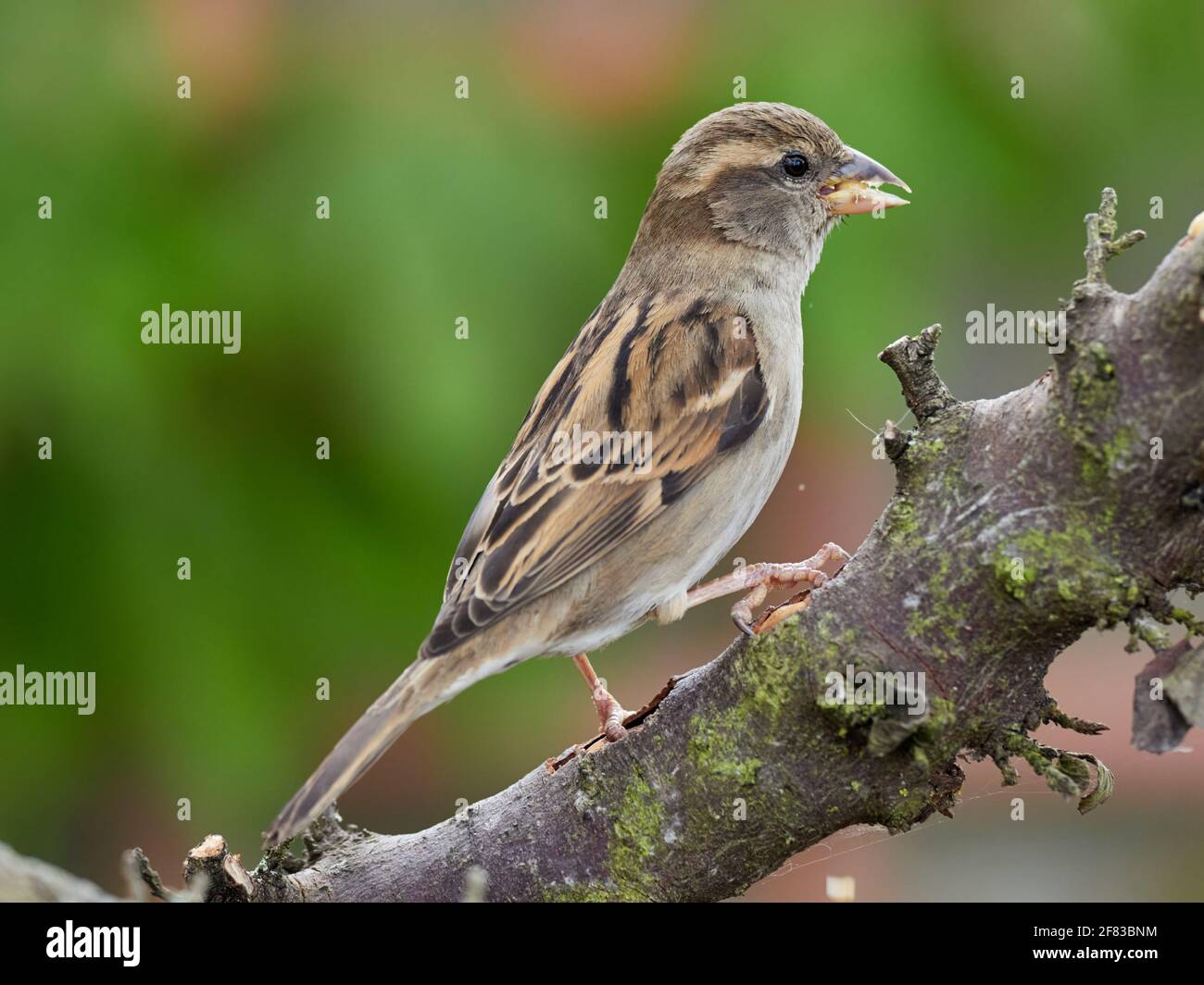 Garden birds in britain hi-res stock photography and images - Alamy