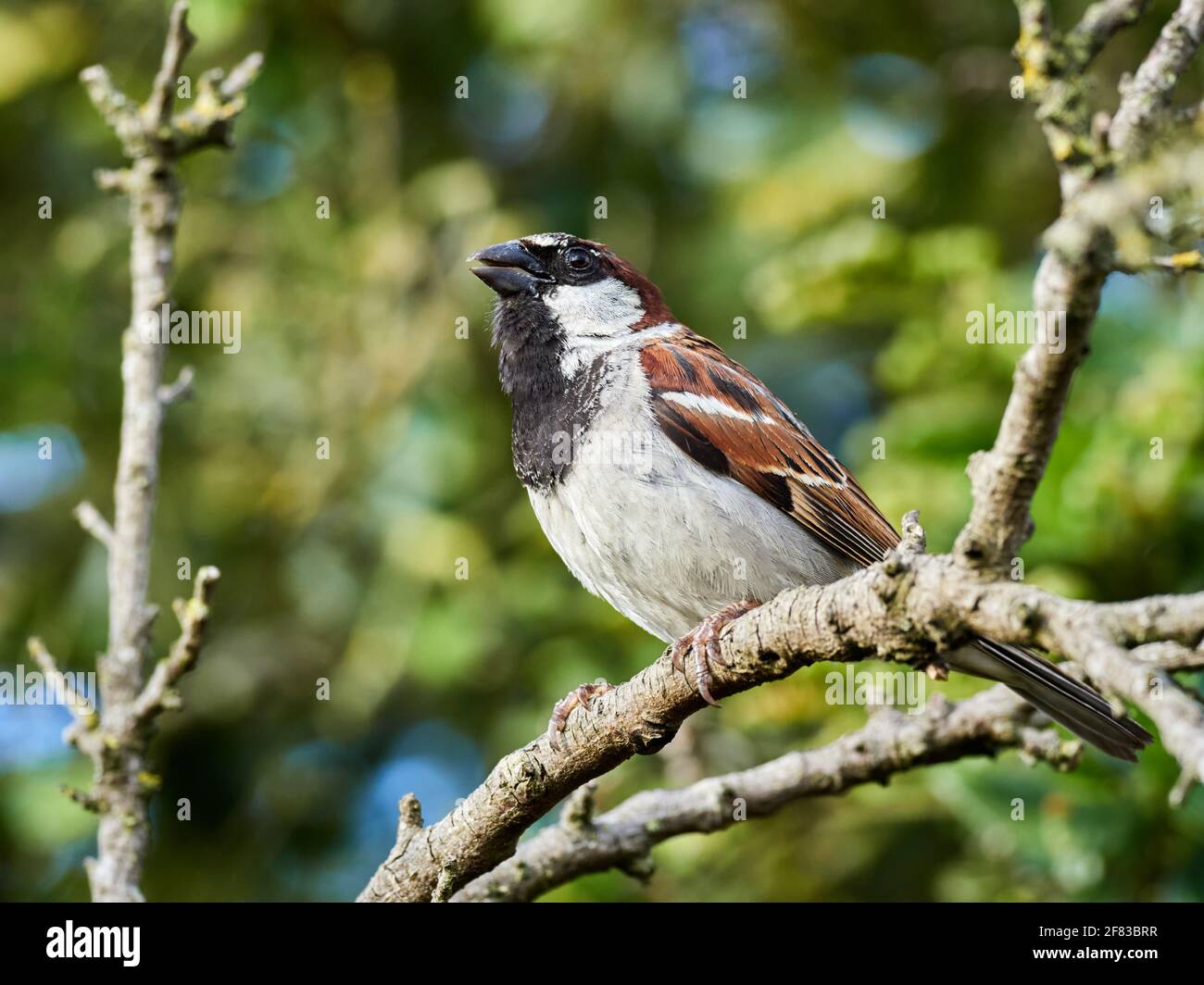 Tree sparrow garden hi-res stock photography and images - Alamy