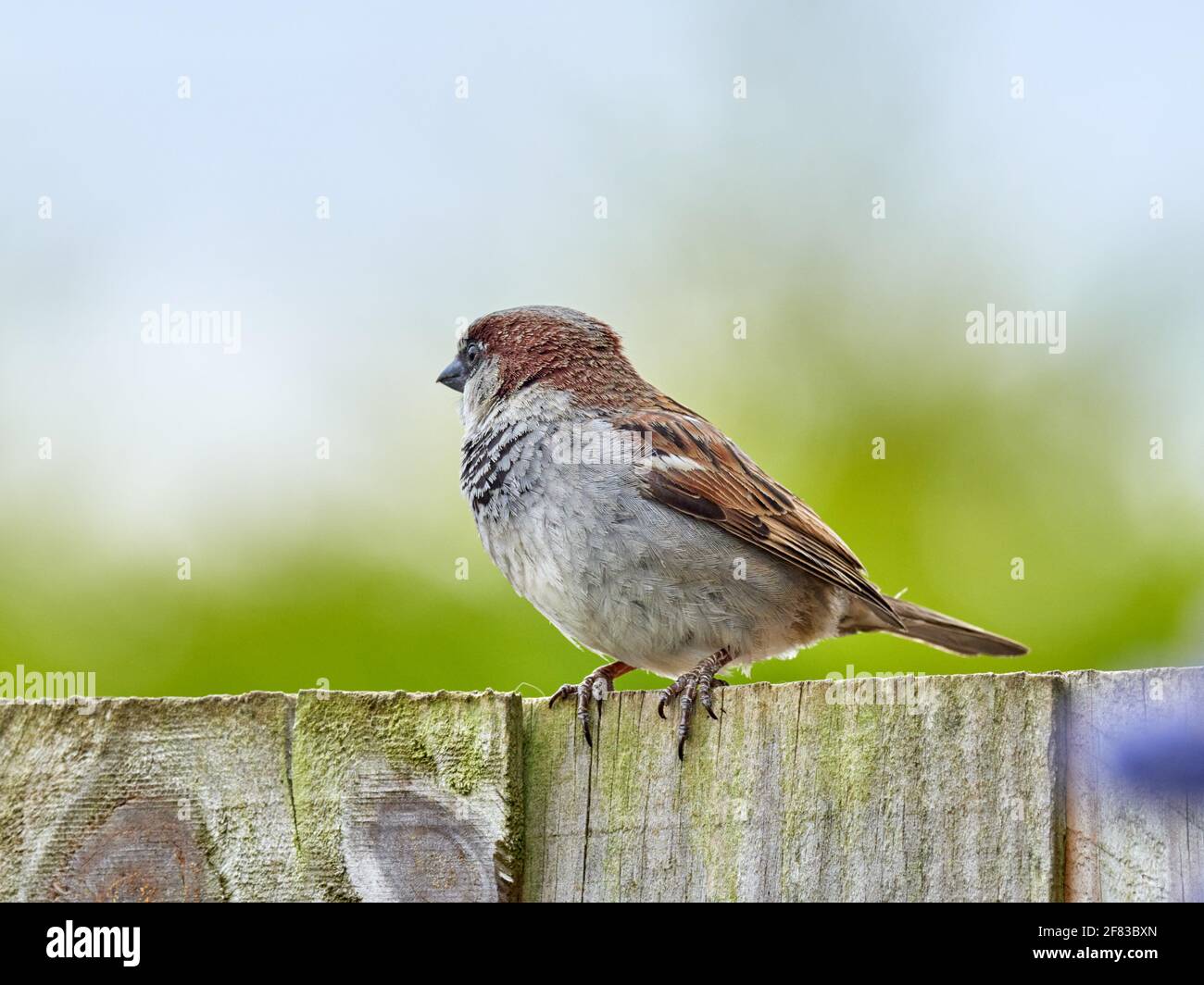 Male house sparrow perched on a back garden fence hi-res stock ...