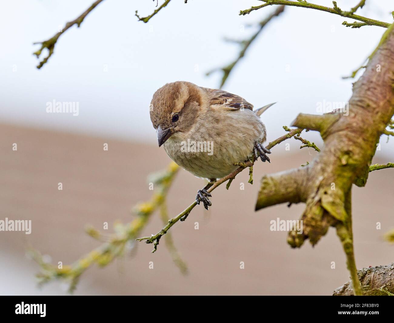 Female House Sparrow perched on an old tree branch in a typical back ...