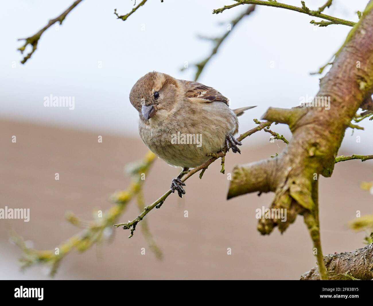 Female House Sparrow perched on an old tree branch in a typical back ...