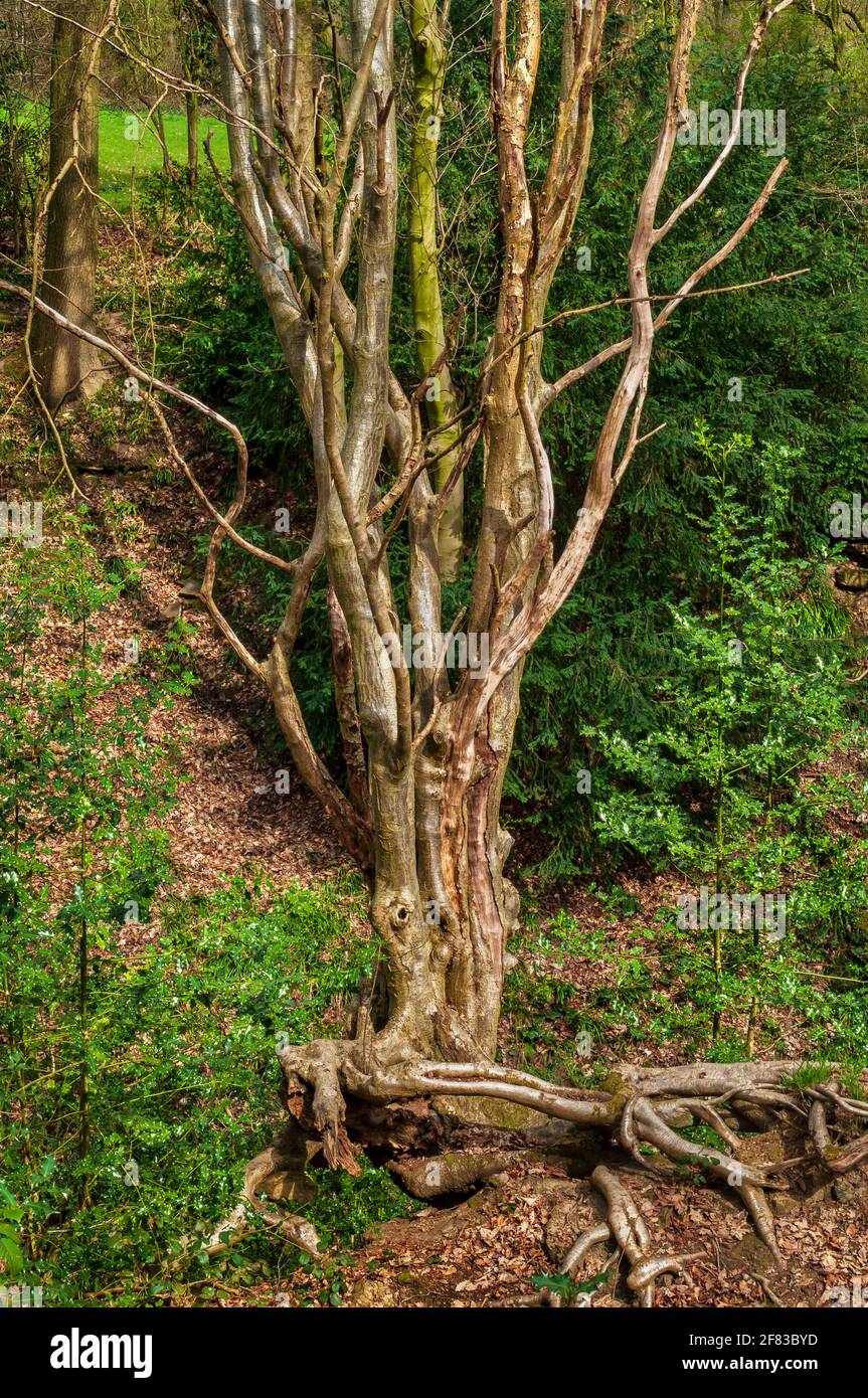 Rowan tree with spectacular roots clinging to a steep slope in Newfield ...