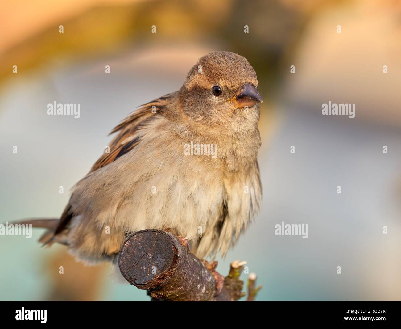 Female House Sparrow perched on an old tree branch in a typical back ...