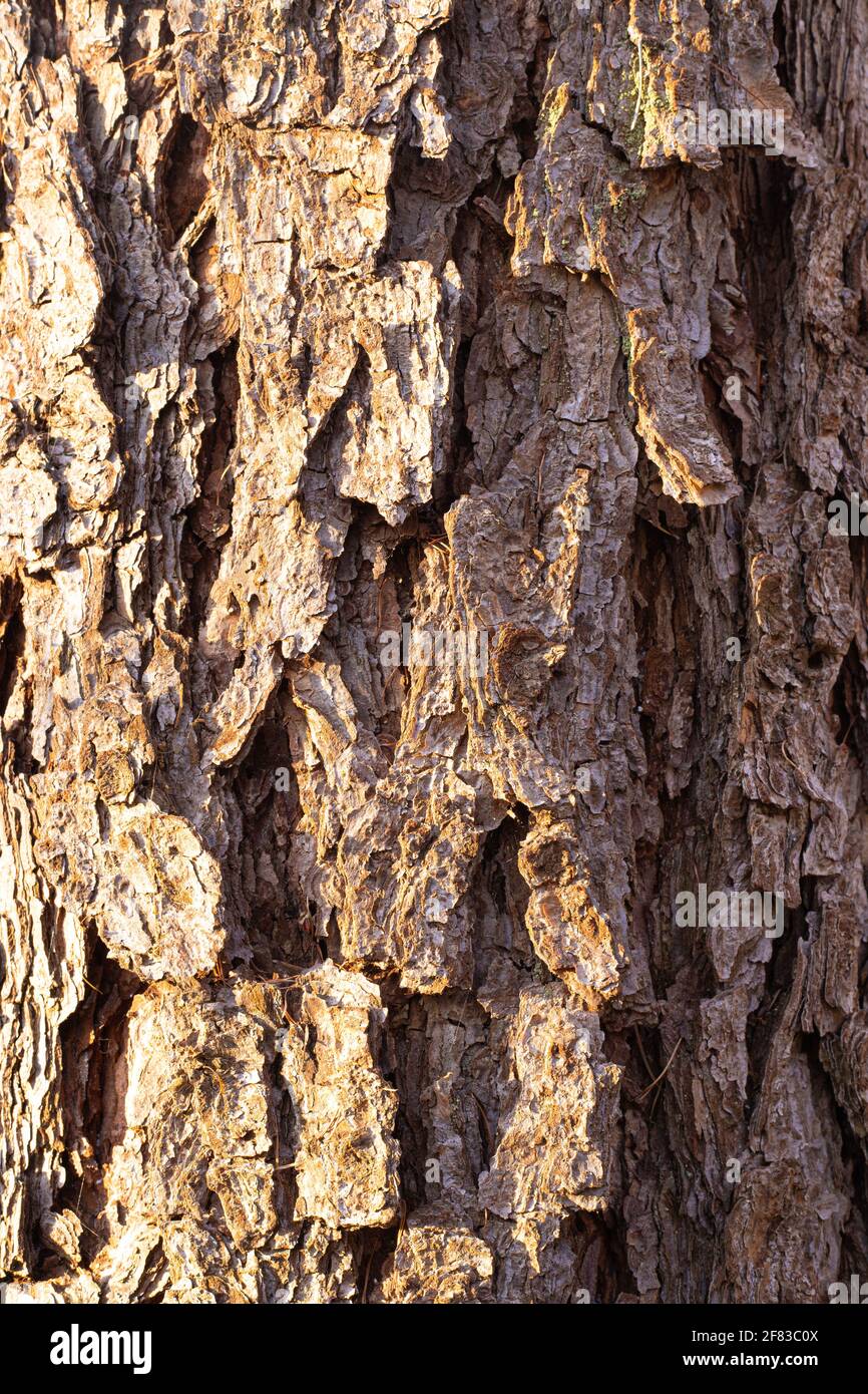 Wood branch chunk hi-res stock photography and images - Alamy