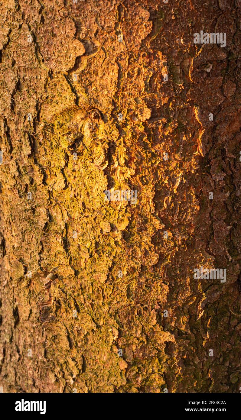 A vertical closeup shot of a golden tree trunk wood texture in sunshine ...