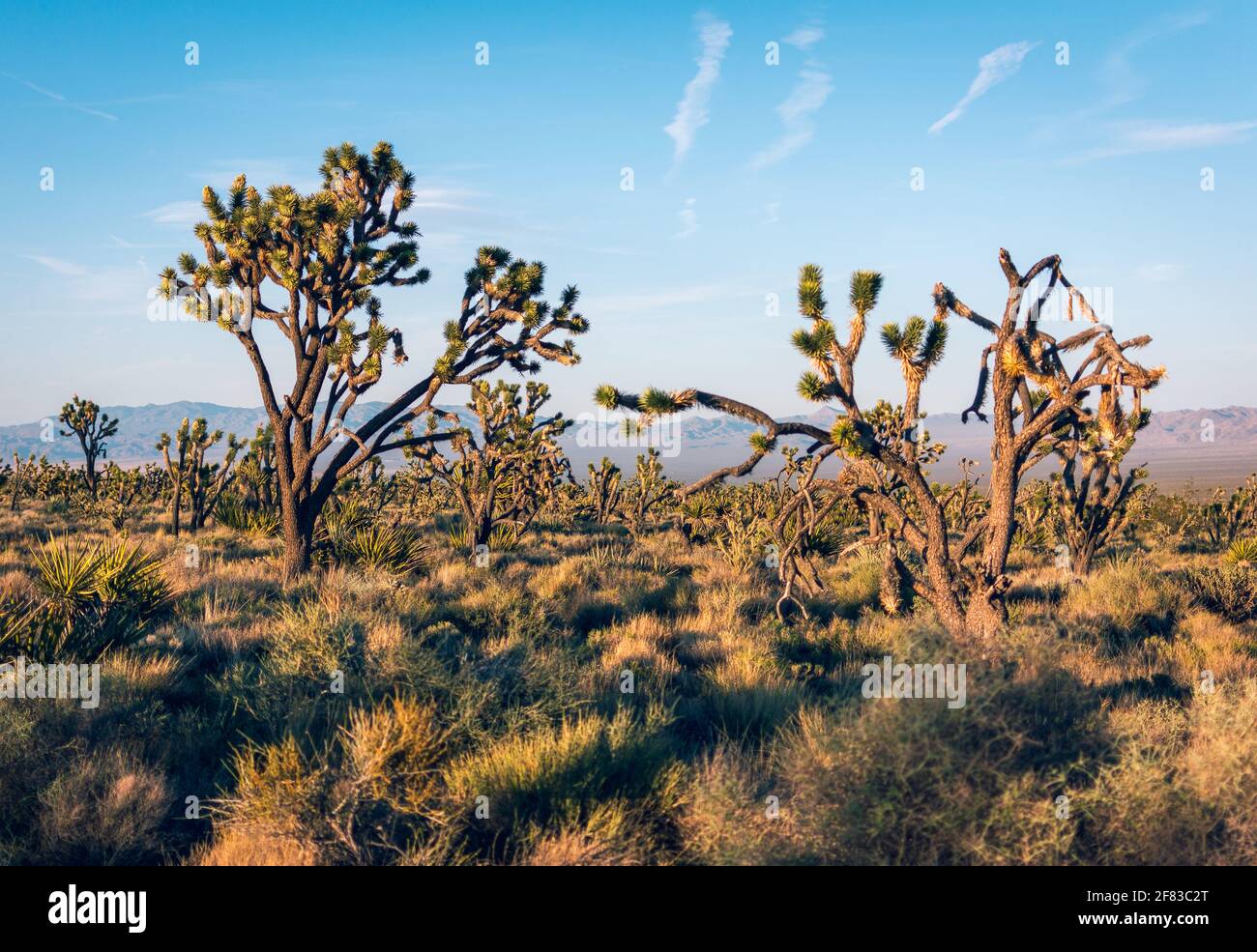 Golden sunrise in mojave desert hi-res stock photography and images - Alamy