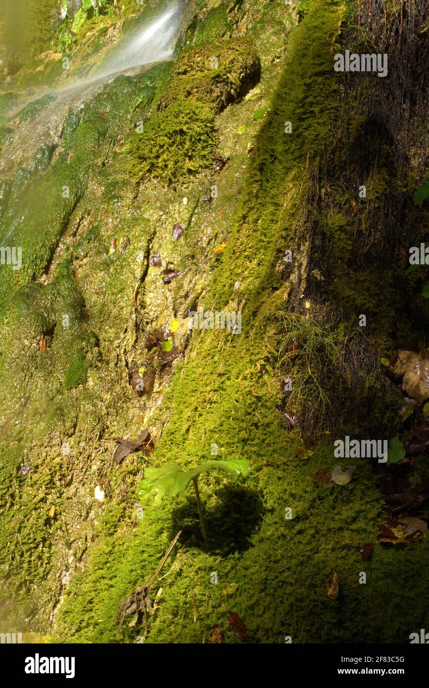 An aerial view of Algific talus slopes - a very rare, fragile ecosystem ...