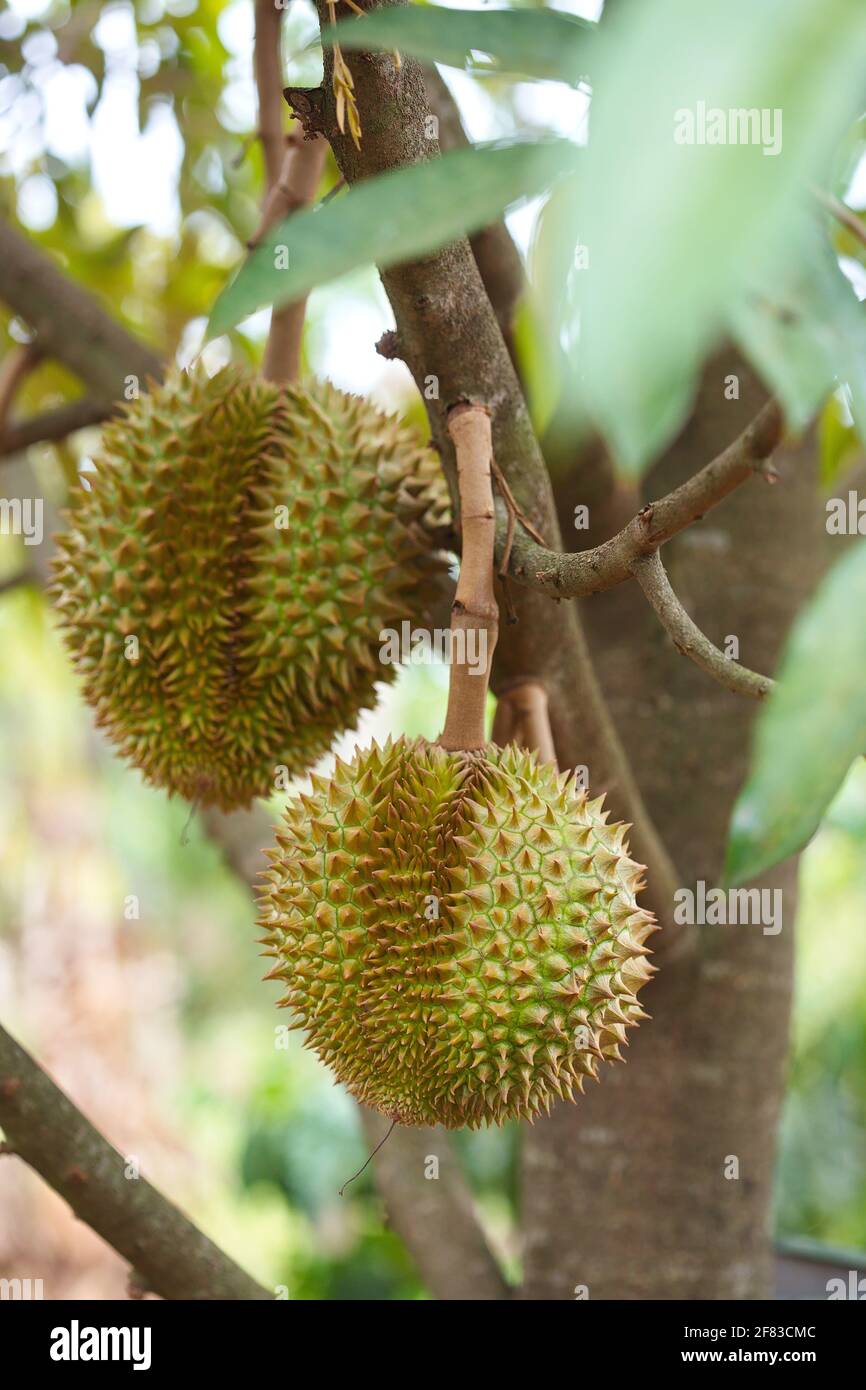 Durian tree hi-res stock photography and images - Alamy