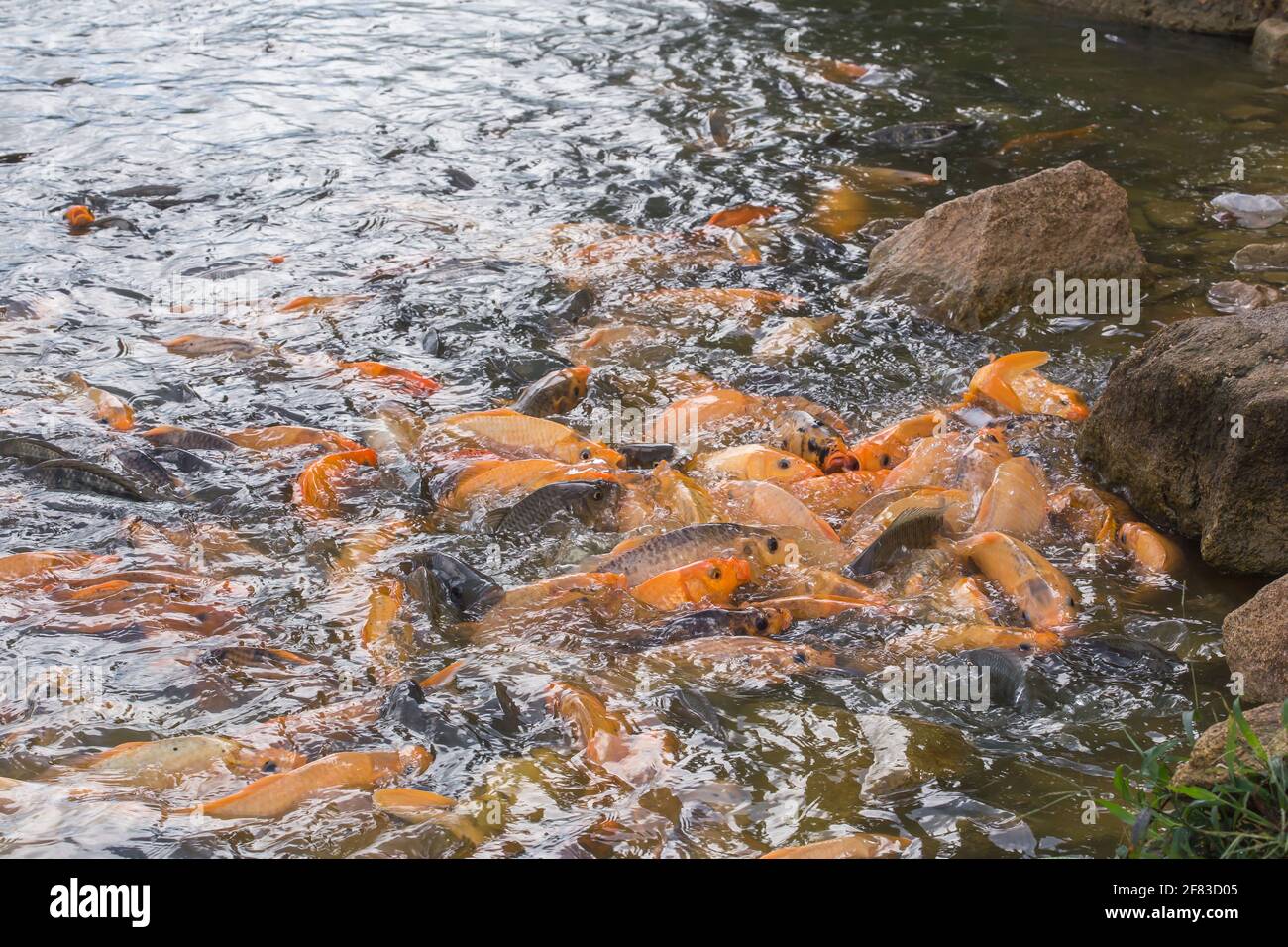 A shoal of Carp fish Stock Photo - Alamy