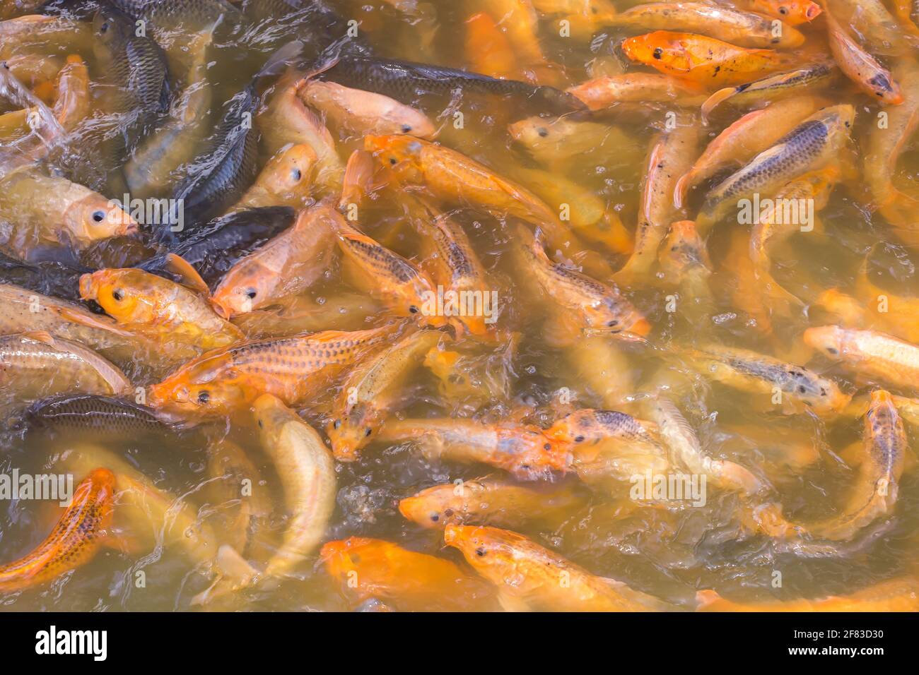 A shoal of Carp fish Stock Photo - Alamy