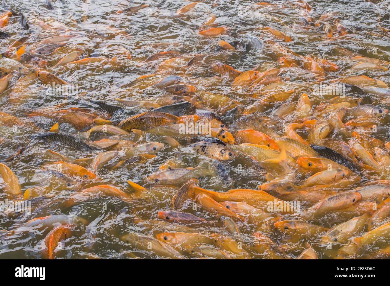 A shoal of Carp fish Stock Photo - Alamy