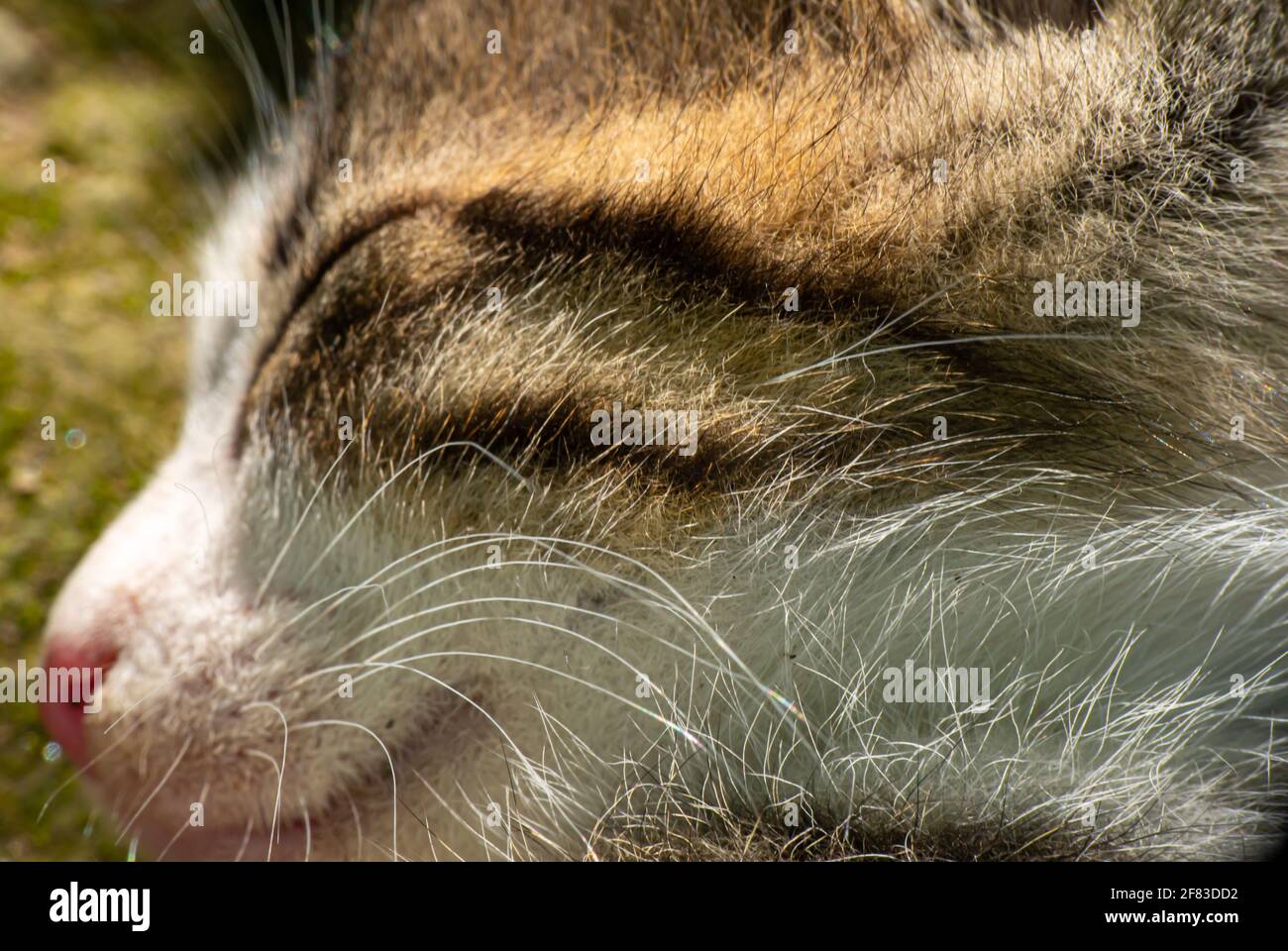 Tabby fur texture hi-res stock photography and images - Alamy