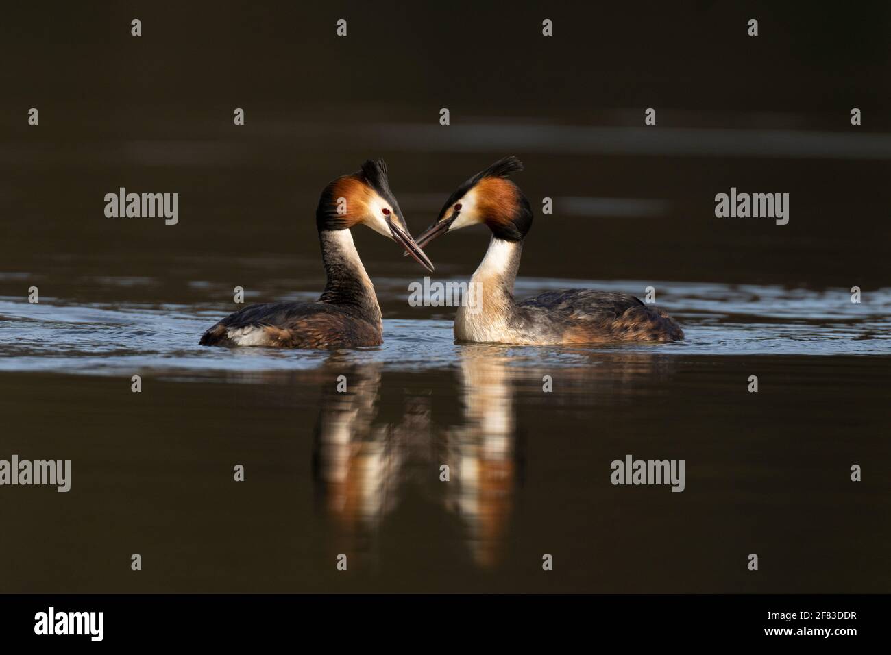 Great crested grebes -Podiceps cristatus display courtship Stock Photo ...