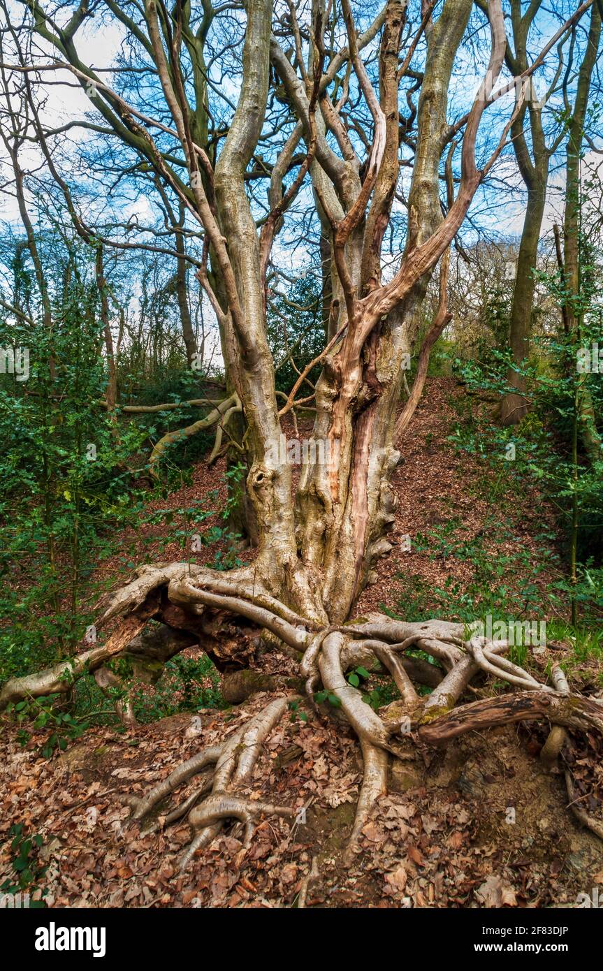 Rowan tree with spectacular roots clinging to a steep slope in Newfield ...
