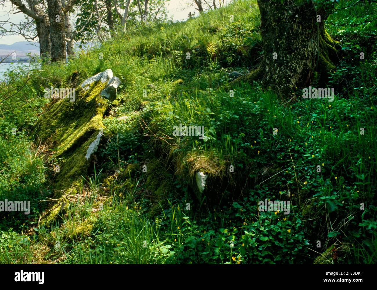 View SE of of Liveras (Corry) Neolithic chambered tomb, Isle of Skye ...